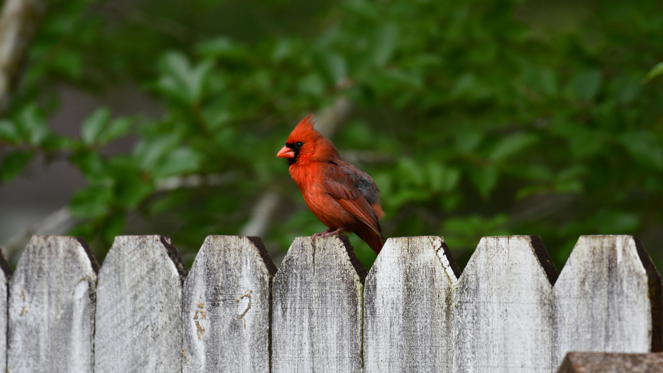 How to Make Cardinals Feel at Home – Happy Birdwatcher