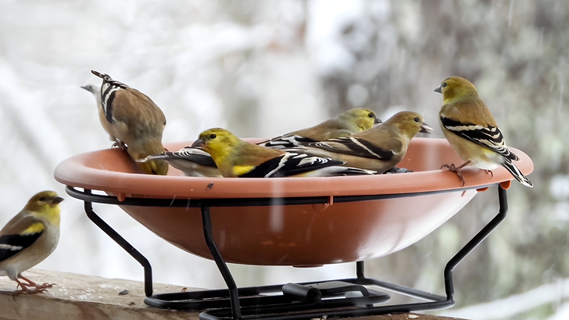 How to Feed Backyard Birds During Winter Storms – Happy Birdwatcher