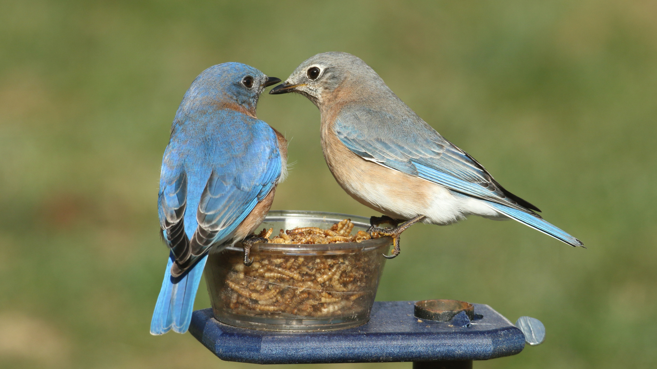 Why Birds Love Mealworms in Summer – Happy Birdwatcher